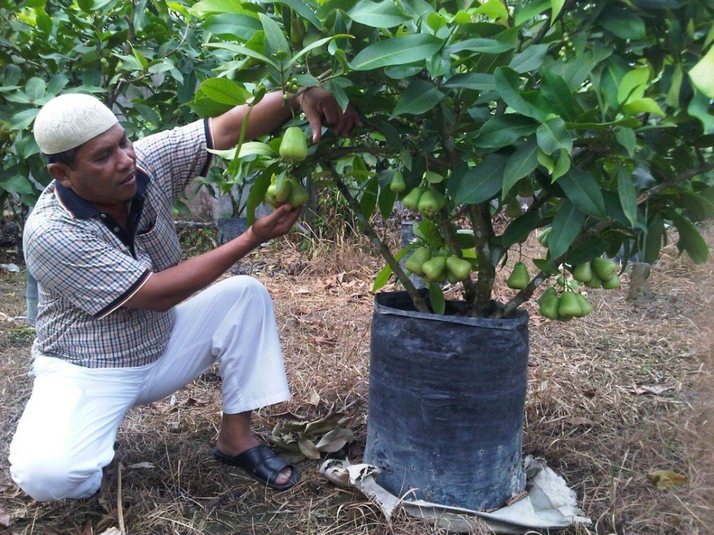 GREEN GIANT – Sentra Tanaman